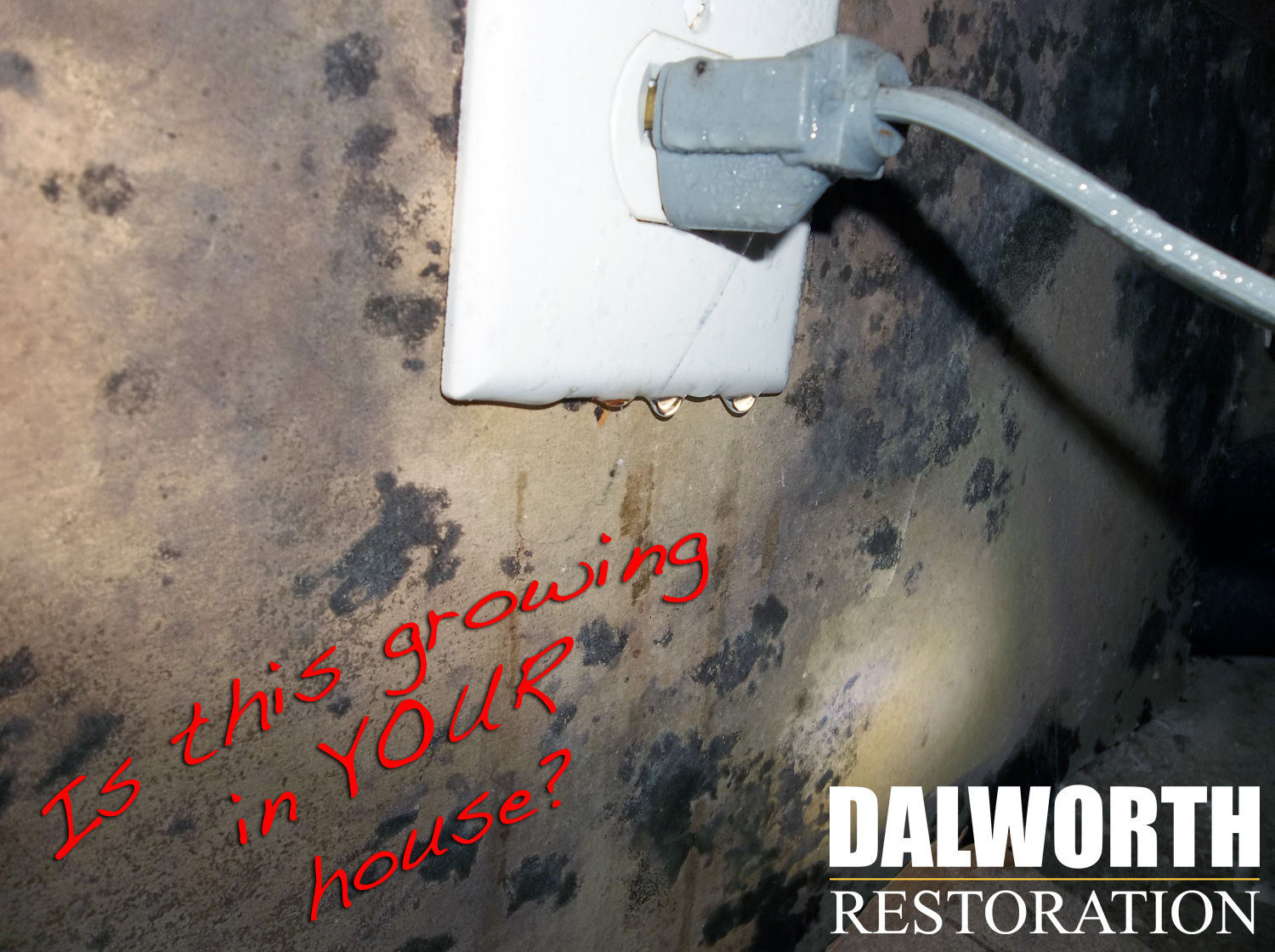 Mold Remediation and Mold Removal in Dallas/Fort Worth TX